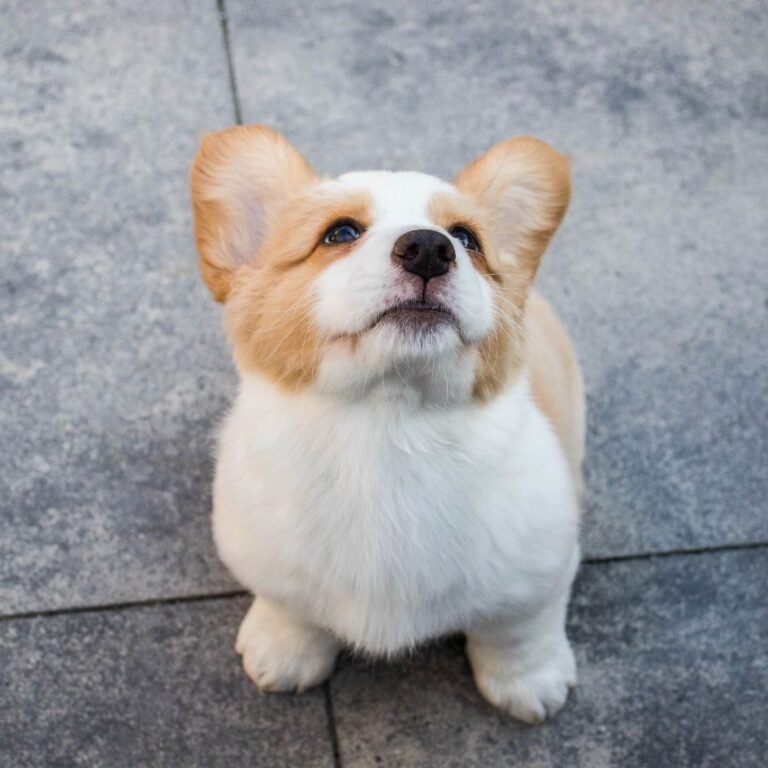 Mengenal Anjing Corgi, Sahabat Kecil yang Ceria dan Menggemaskan ...